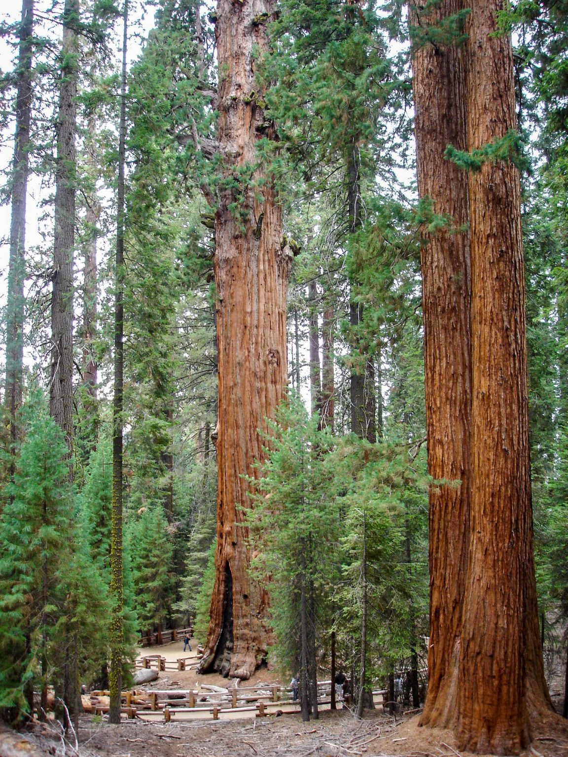 Grootste boom ter wereld in Sequoia National Park, Californië