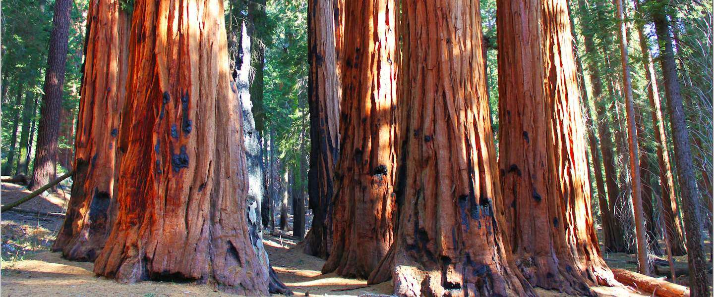 Grootste boom ter wereld in Sequoia National Park, Californië ...