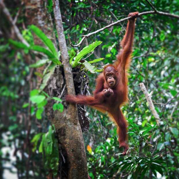 De docu 'a life on our planet' is het kijken meer dan waard