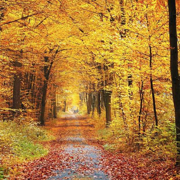 15 foto’s die bewijzen dat de herfst het mooiste seizoen is