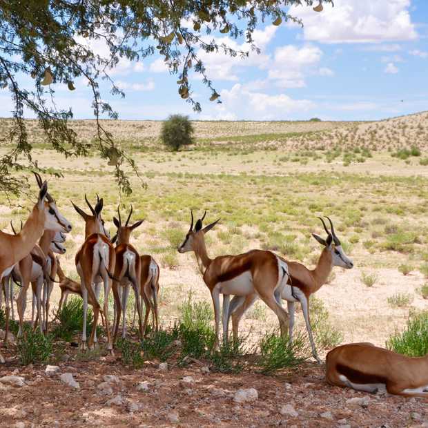 De Noord-Kaap is het grote geheim van Zuid-Afrika