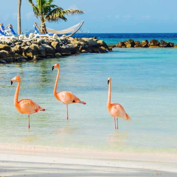 Na het zien van deze video wil je NU naar de Caraïben