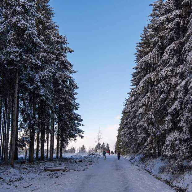 Zo mooi is een winterwandeling door de Hoge Venen in België